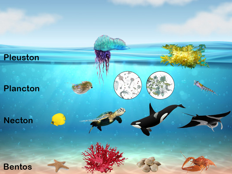 Ecosistemas acuáticos. Clasificación de organismos en: Bentos, Necton ...